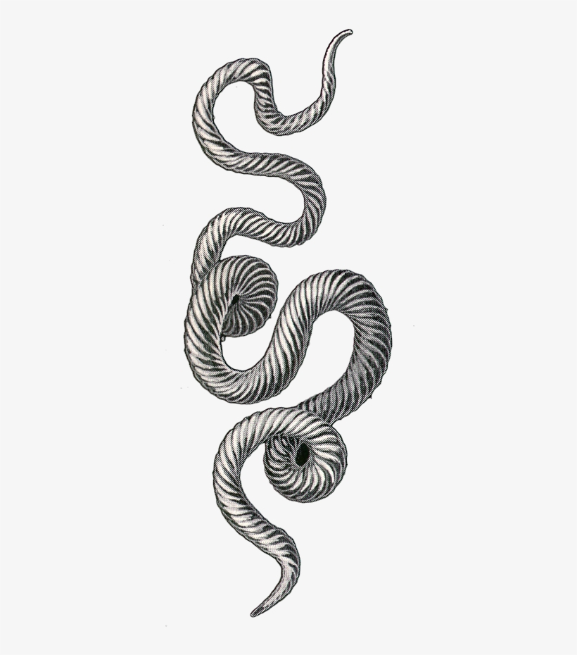Snake - Free Transparent PNG Download - PNGkey