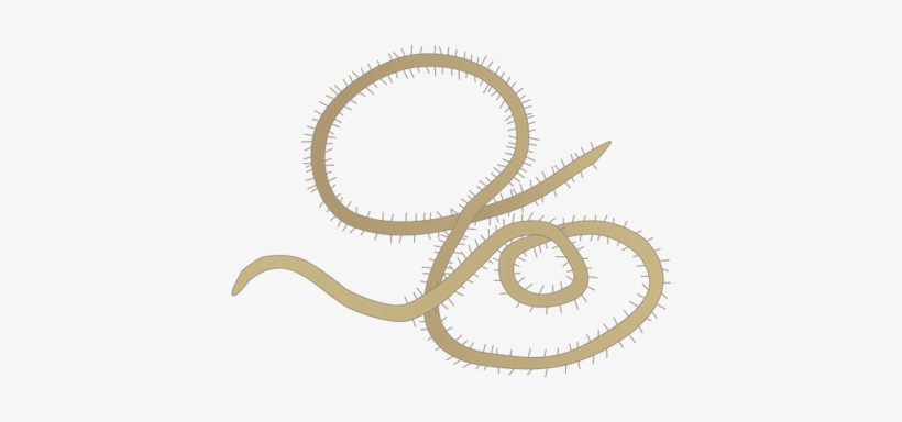 Ian Symbol Gordian Worm - Illustration - Free Transparent PNG Download ...