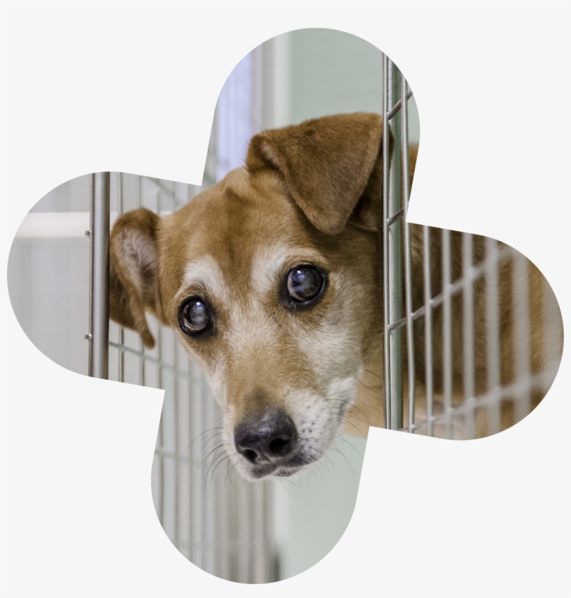 Feist - Free Transparent PNG Download - PNGkey