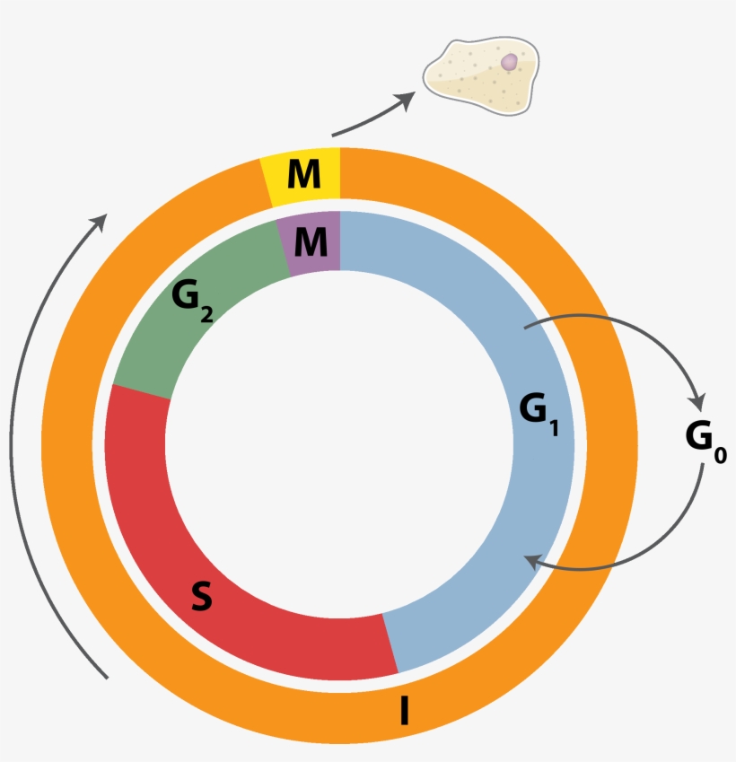 Cell Cycle 3 - Cell Cycle Png - Free Transparent PNG Download - PNGkey