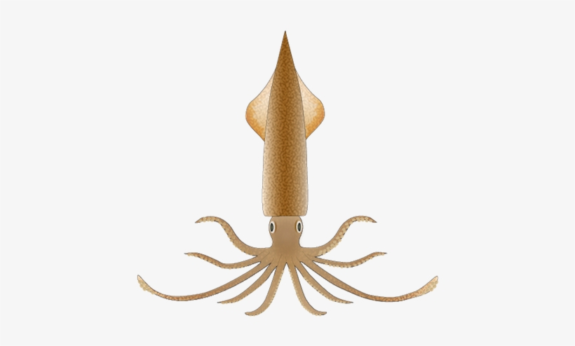 Spear Squid - Giant Squid - Free Transparent PNG Download - PNGkey