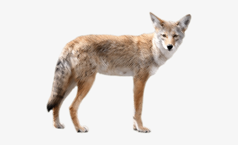 Coyote En Png - Free Transparent PNG Download - PNGkey