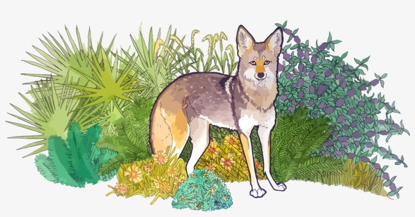 Print Design - Swift Fox - Free Transparent PNG Download - PNGkey