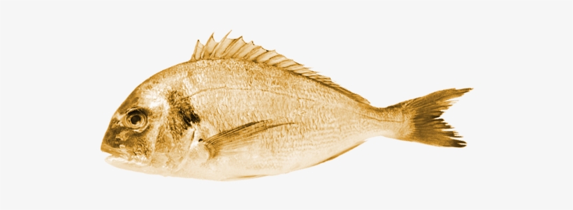 Sole - Free Transparent PNG Download - PNGkey