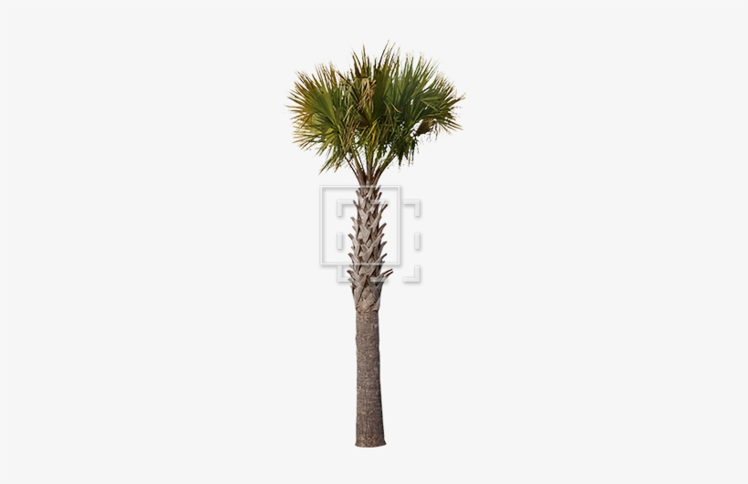 Sharp Palm Tree - Houseplant - Free Transparent PNG Download - PNGkey