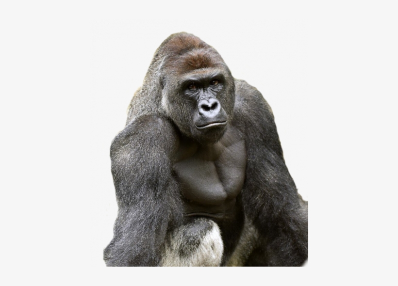 Harambe Png - Harambe Gorilla - Free Transparent PNG Download - PNGkey