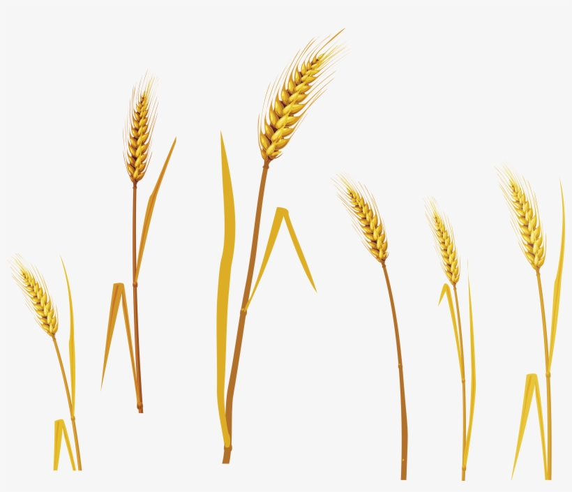 Barley Png - Free Transparent PNG Download - PNGkey