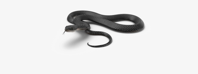 Black Mamba Snake Png Download Image - Picsart Photo Studio - Free ...