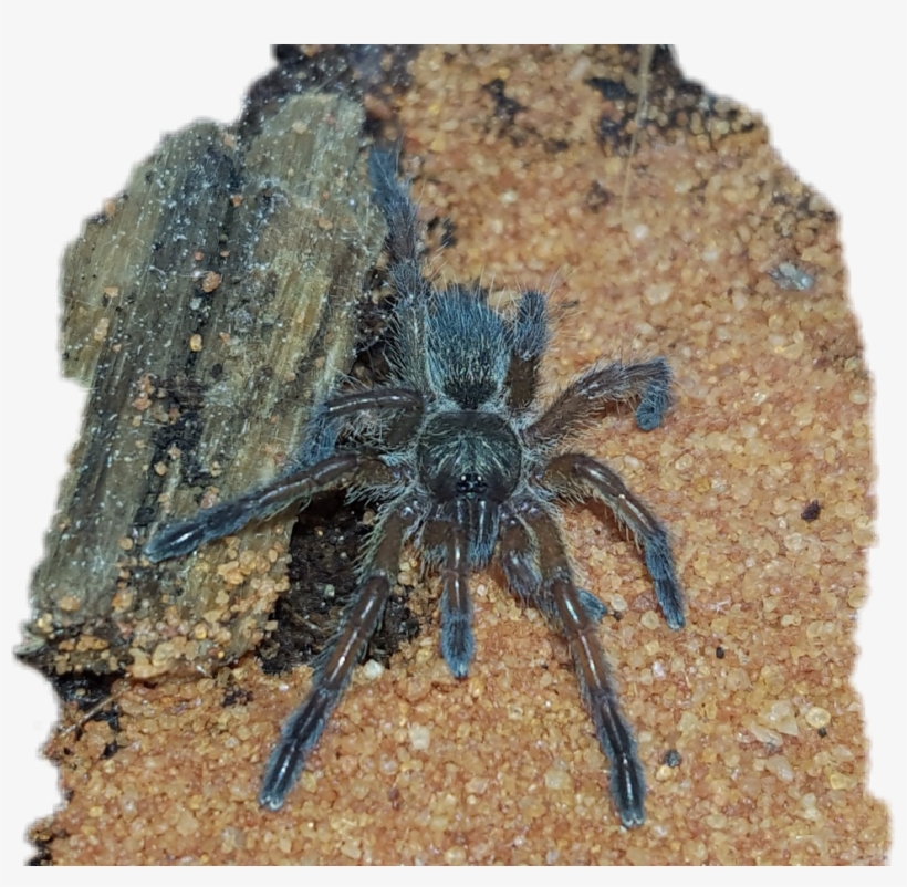 Tarantula - Free Transparent PNG Download - PNGkey