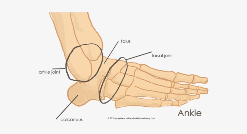 The Ankle Joint 1 - Heel Joints - Free Transparent PNG Download - PNGkey