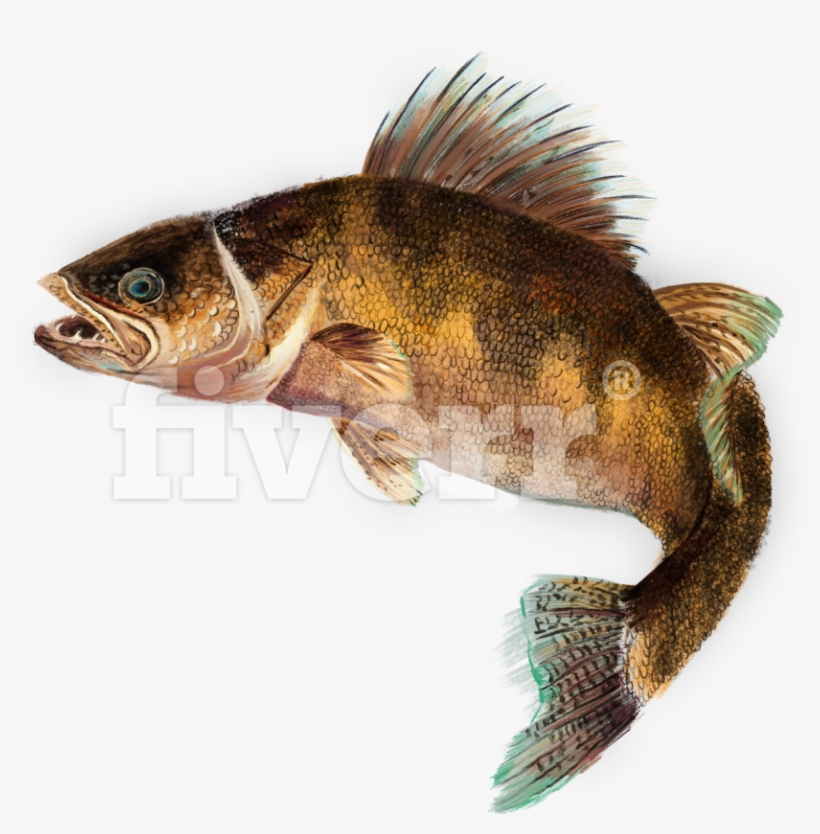 Perch - Free Transparent PNG Download - PNGkey