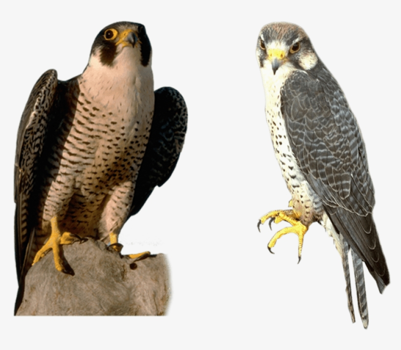 Free Png Falcon Png Images Transparent - Falcon Png - Free Transparent ...