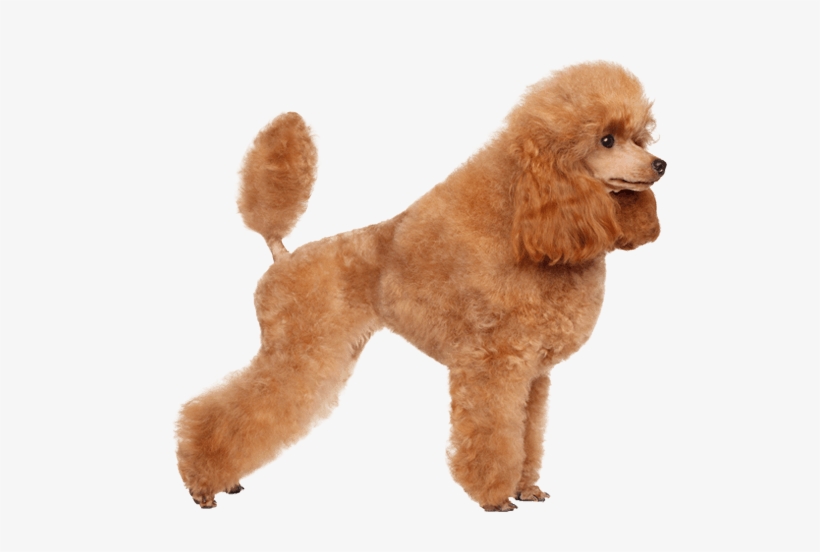 Poodle Png - Free Transparent PNG Download - PNGkey