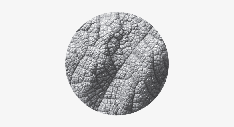 Rawhide Skin Texture Gobo - Leaf Texture - Free Transparent PNG ...