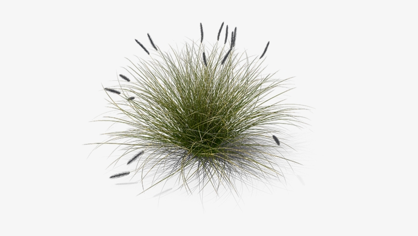Product Item - Pennisetum Grass Top View Png - Free Transparent PNG ...