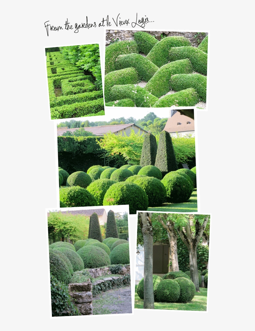 Topiary Magic Revealed - Hedge - Free Transparent PNG Download - PNGkey