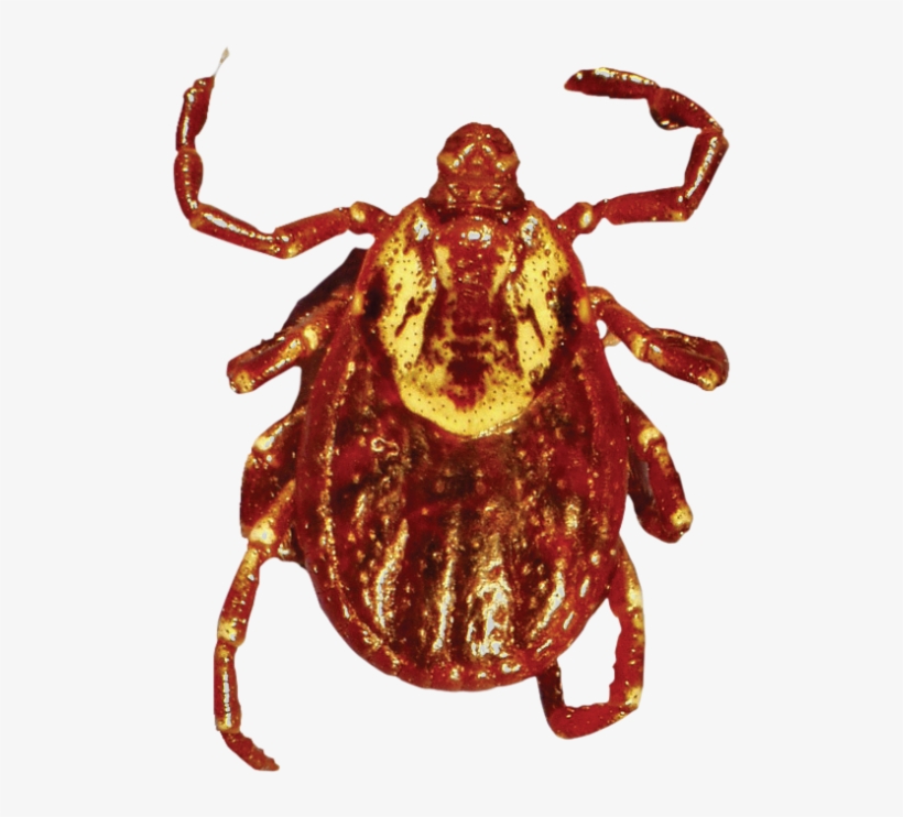 Download Amazing High-quality Latest Png Images Transparent - Tick ...