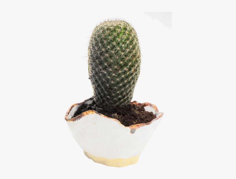 Cactus Transparent - Free Transparent PNG Download - PNGkey