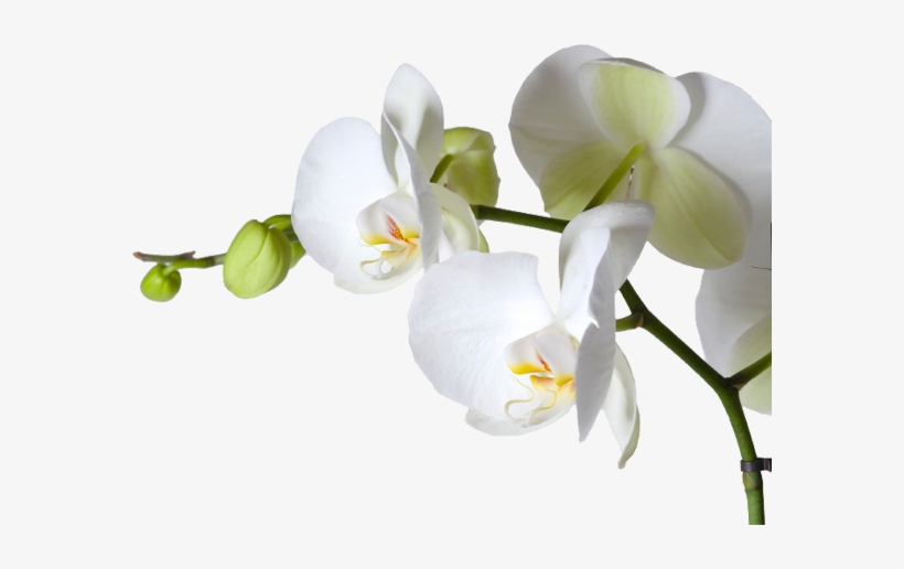 Orchid - Orchid Corner - Free Transparent PNG Download - PNGkey
