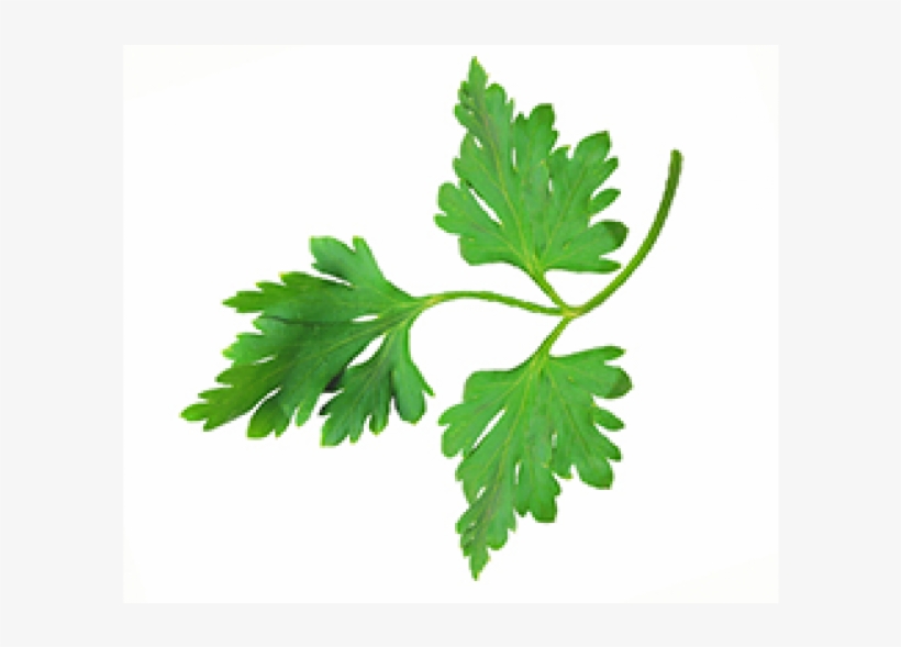 Italian Parsley Flat - Parsley - Free Transparent PNG Download - PNGkey