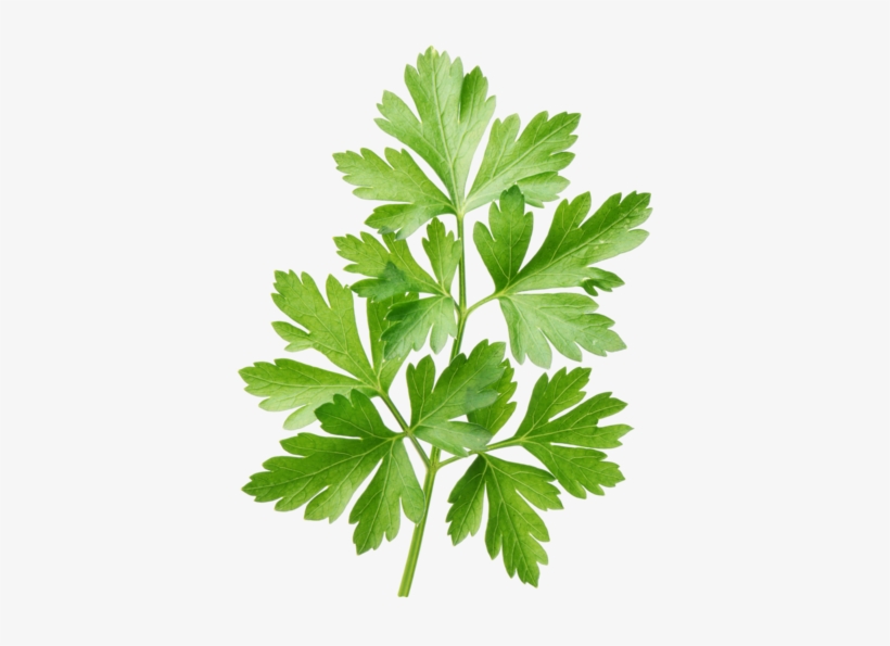 Parsley - Free Transparent PNG Download - PNGkey