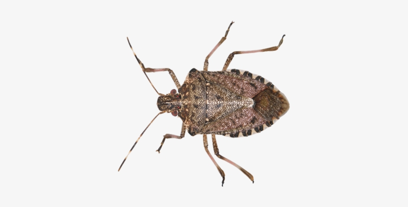 Stink Bug Png High-quality Image - Stink Bug Transparent Png - Free ...