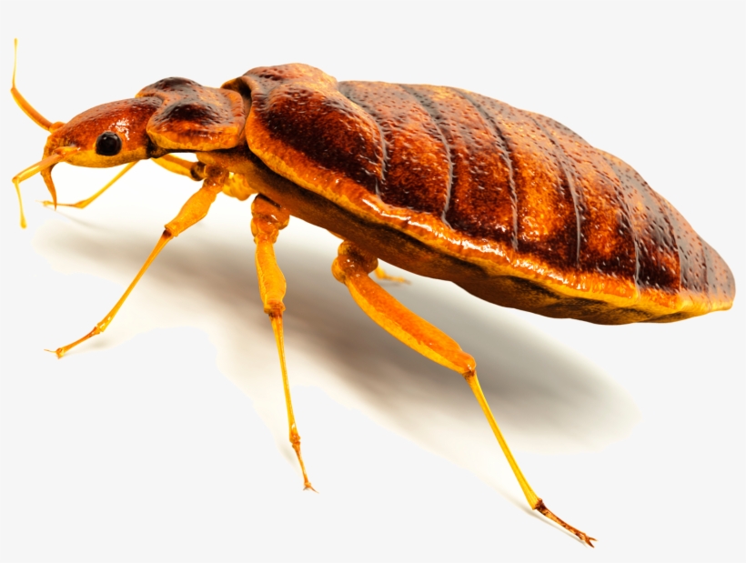 Bed Bug Png - Transparent Background Bed Bugs Png - Free Transparent ...