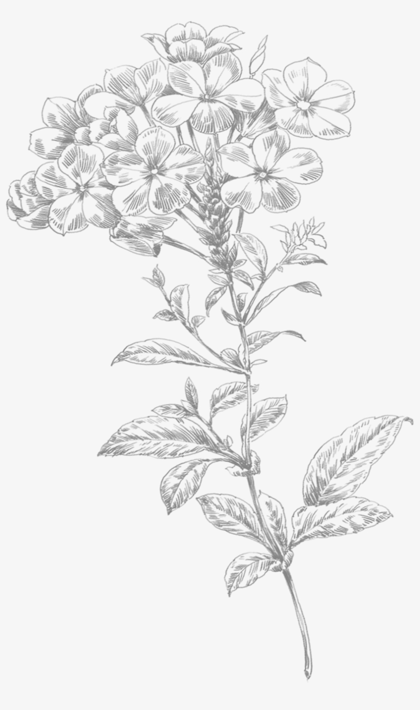 Line Art Flower Small - Flower Drawing Png - Free Transparent PNG ...