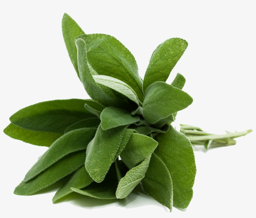 A Seasoned Team - Sage Transparent - Free Transparent PNG Download - PNGkey