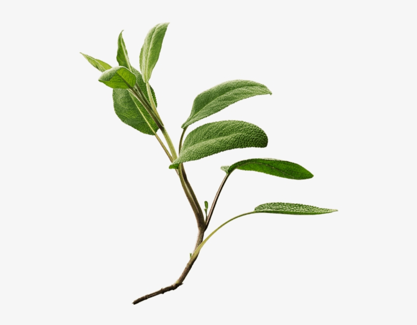 Common Sage - Free Transparent PNG Download - PNGkey