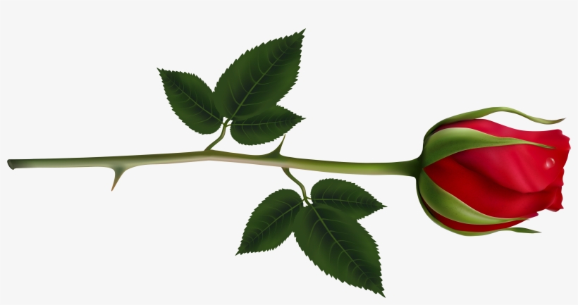 Rose Clipart Images And Pictures Download - Red Rose Bud Png - Free ...