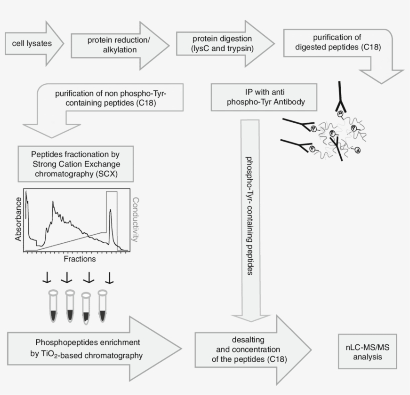 Outline Of The Phosphoproteomics Workfl Ow - Diagram - Free Transparent ...