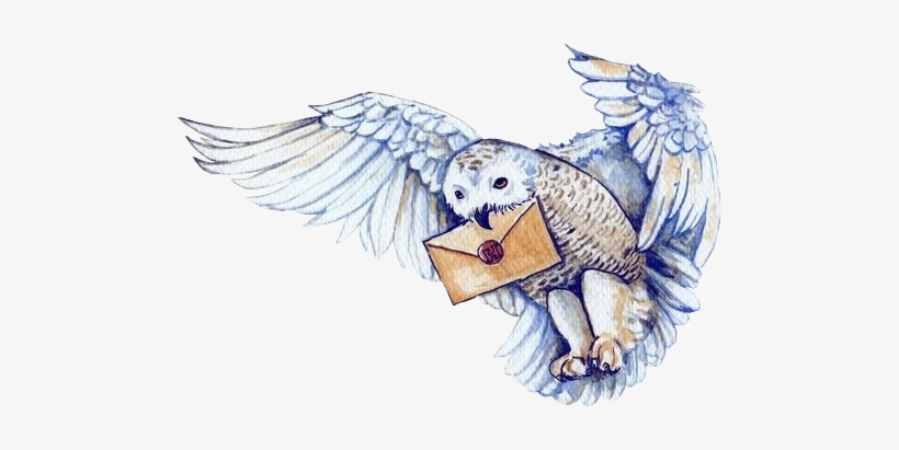 Hedwig Drawing - Cartoon Hedwig - Free Transparent PNG Download - PNGkey