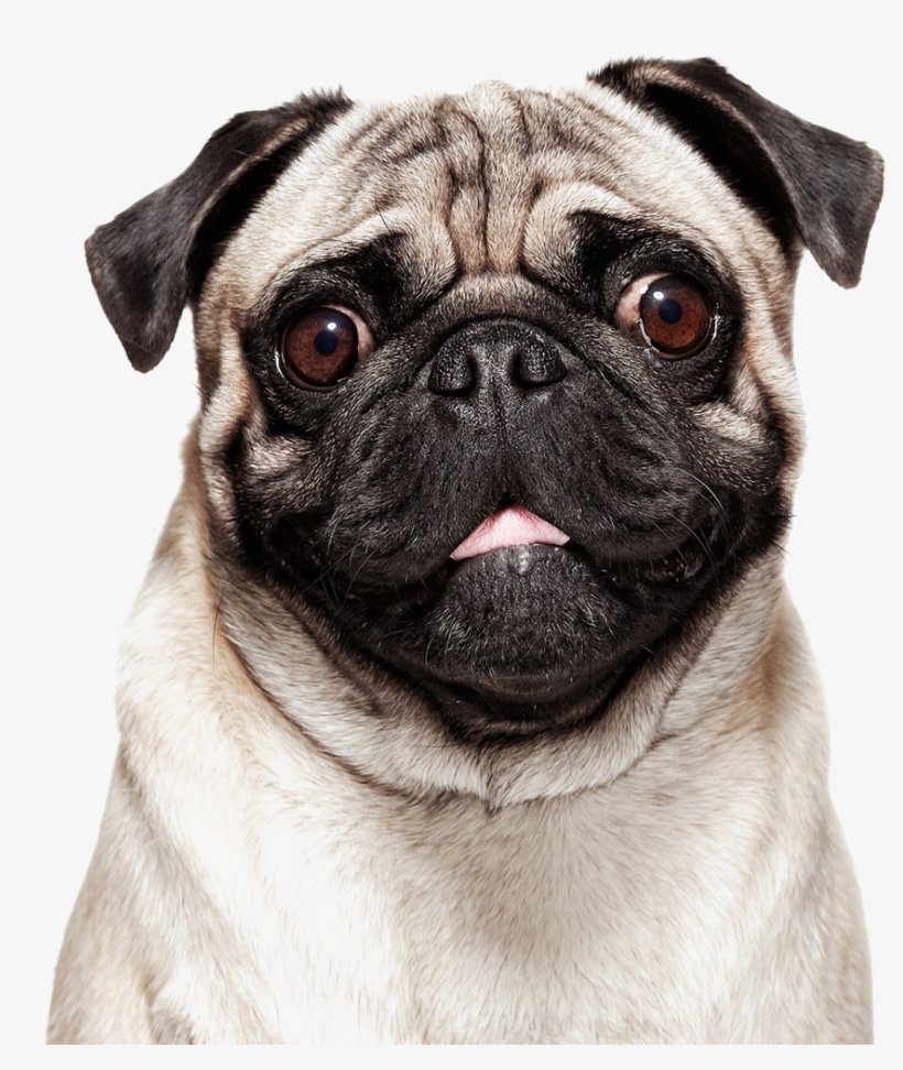 Pug Png Photo - Pug Png - Free Transparent PNG Download - PNGkey