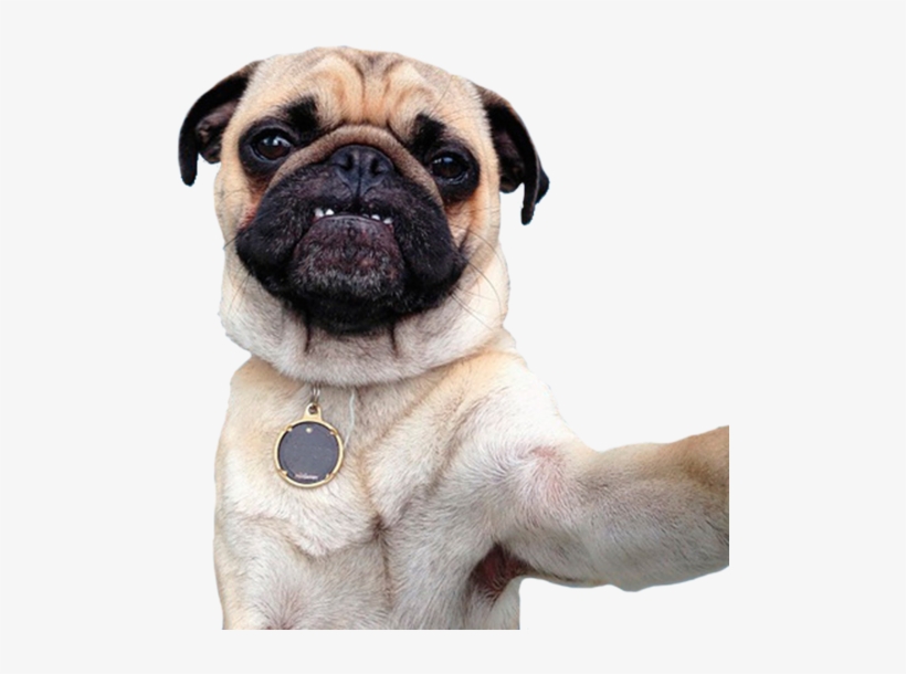 Perro, Png, And Pug Image - Perros Pug Png - Free Transparent PNG ...