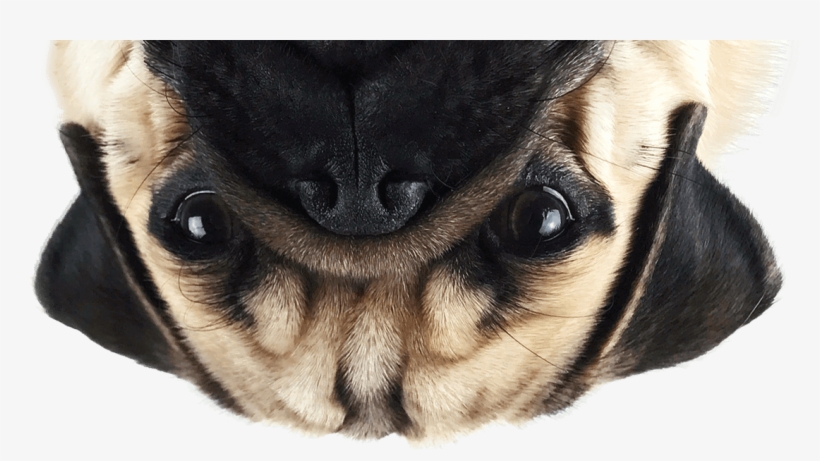 Thug Life Pug Png Image - Pug Png - Free Transparent PNG Download - PNGkey