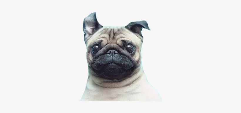 New Funny Post On Epic-humor - Pugs Png - Free Transparent PNG Download ...