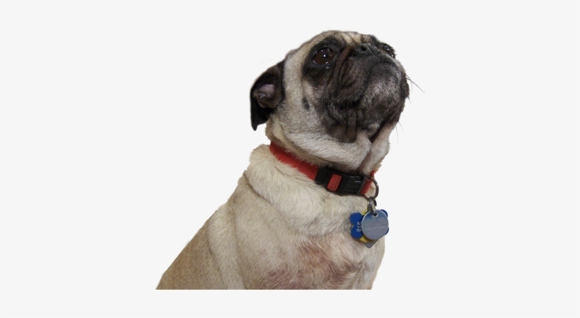 Thug Life Pug Png Free Download - Pug Sitting Png - Free Transparent ...