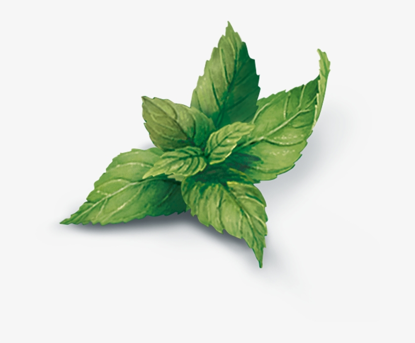 Menta Png Transparent - Free Transparent PNG Download - PNGkey