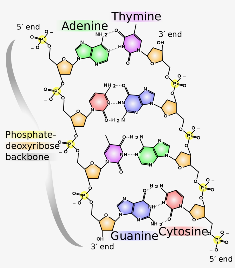 Http - //upload - Wikimedia - Chemical Structure - - Dna Chemical ...