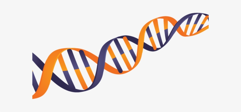 Frequently Asked Questions - Dna - Free Transparent PNG Download - PNGkey