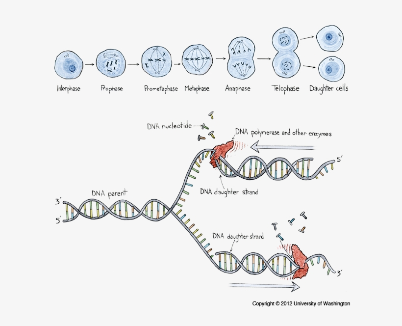 Dna Replication - Illustration - Free Transparent PNG Download - PNGkey
