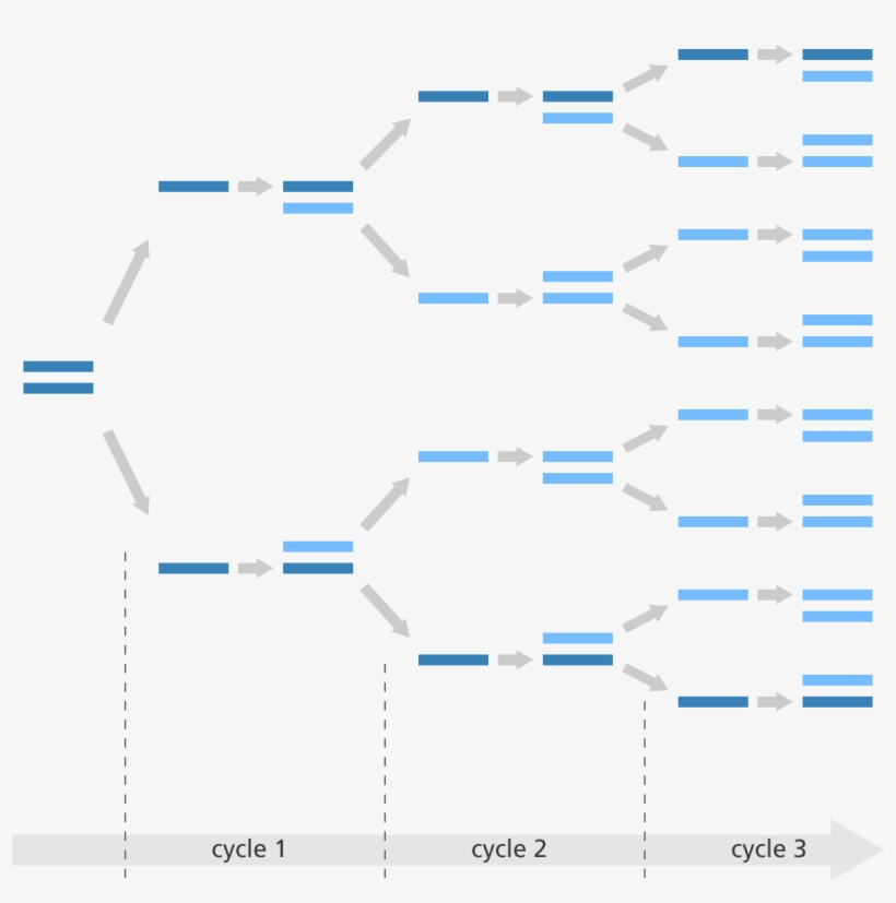 Illustration Showing How The Polymerase Chain Reaction - Pcr Cycles ...