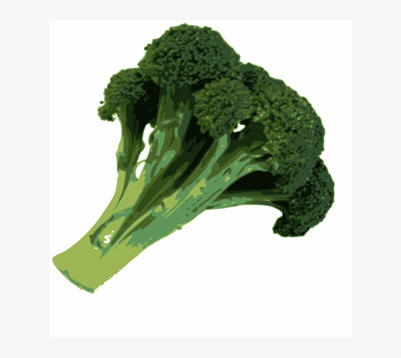 Broccoli .png - Free Transparent PNG Download - PNGkey