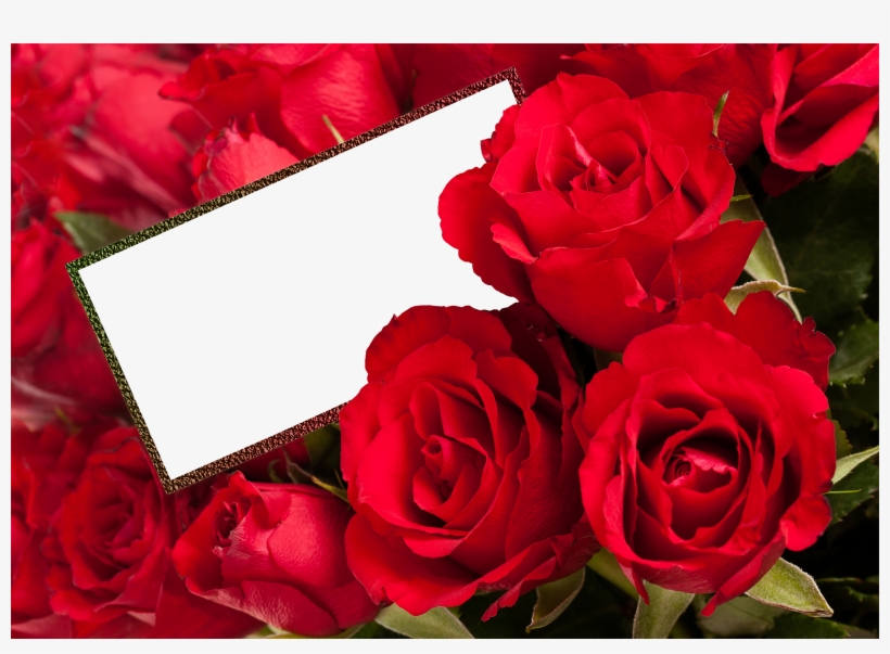 Red Rose Petals Png Download - Rose Photo Frame Png - Free Transparent ...