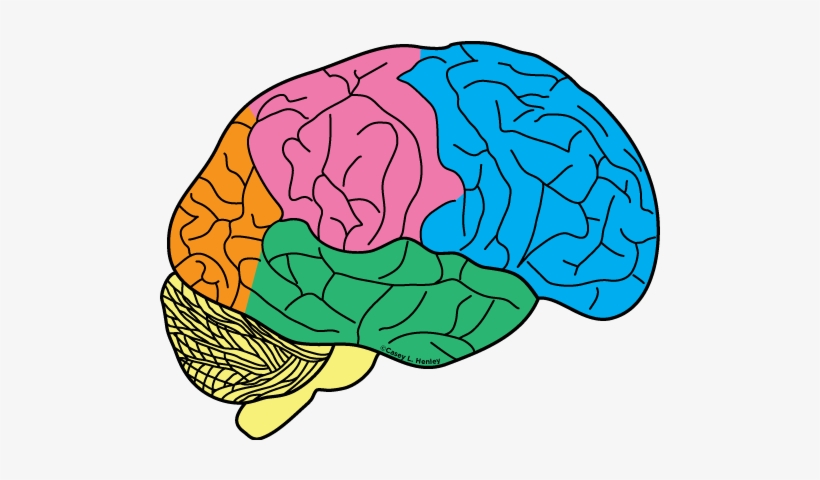 Human Brain - Prefrontal Cortex Png - Free Transparent PNG Download ...