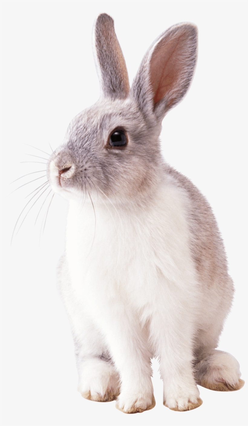Free Png White Rabbit Png Images Transparent - Rabbit Png - Free ...
