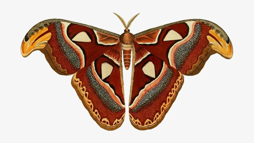 Attacus Atlas Ill - Atlas Moth Png - Free Transparent PNG Download - PNGkey