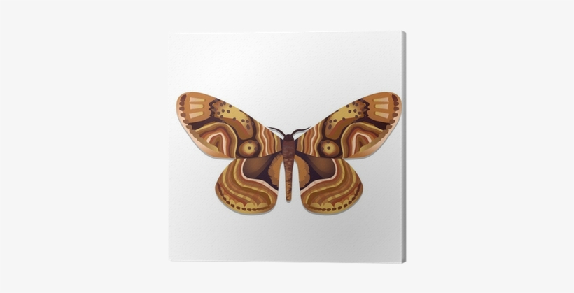 Moth - Free Transparent PNG Download - PNGkey