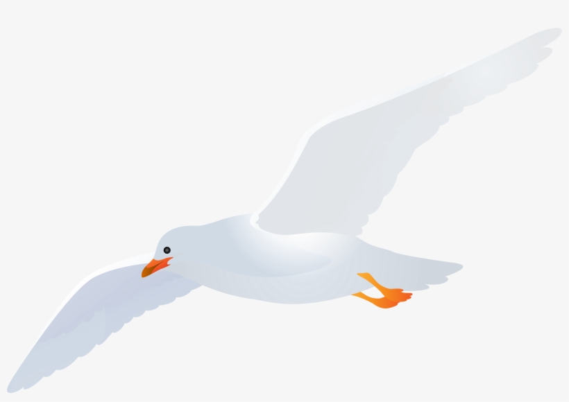 Seagull Transparent - Free Transparent PNG Download - PNGkey